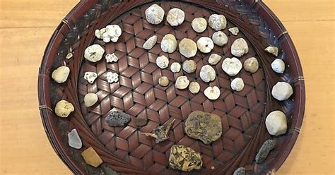 My Fossil Finds Corals Sea Urchins Whale Bone Unidentified Bird Bones In Rock Matrix Album