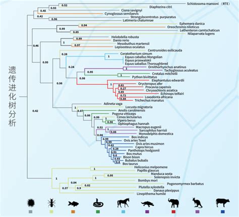 线粒体CYTB测序 上海翼和应用生物有限公司