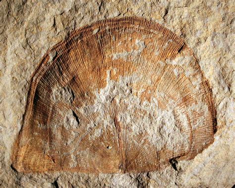 Louisville Fossils And Beyond Orthotetes Keokuk Brachiopod