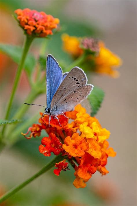 Common Blue Butterfly Polyommatus Icarus Feeding From Orange Lantana