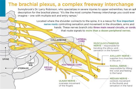 Brachial Plexus Nerve Impingement