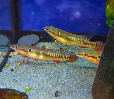 Zebra Pike 5 5 6 5 Blue Hook Aquatics