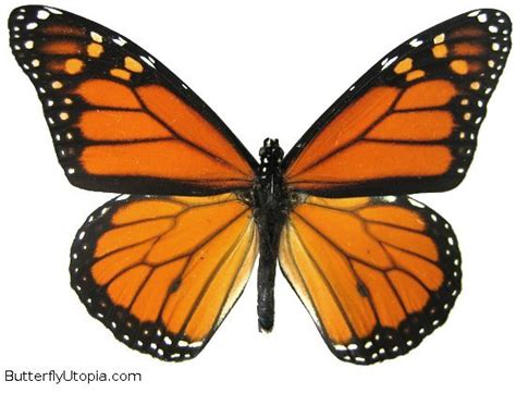 The Lifecycle Of A Butterfly