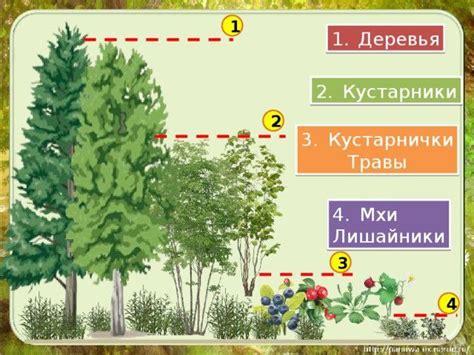 Ярусность | Garden, Plants
