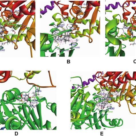 Best Ranked Pose And 2d Interactions Of A Corosolic Acid B