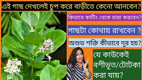 আকন্দ গাছের কাটিং থেকে চারা তৈরিcalotropis Gigantea From Cuttingশ্বেত
