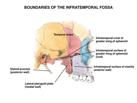 Infratemporal Crest Of Sphenoid