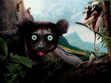 A Makik Szigete Madagaszkár Babanet