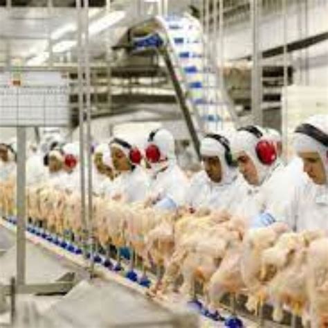 Brasil É LÍder Em ExportaÇÃo De Carne De Frango Carmo Web Tv 2024