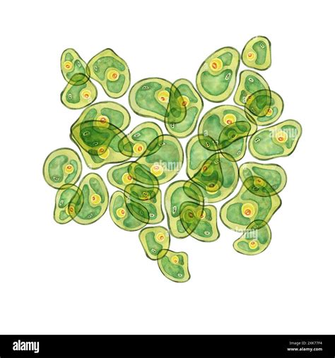 Green Algae Watercolor Featuring An Abundant Group Of Chlorella Cells