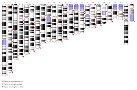 Genome Reference Consortium