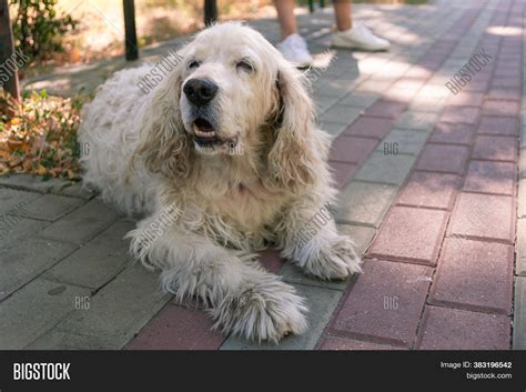 Senior Cocker Spaniel Image And Photo Free Trial Bigstock