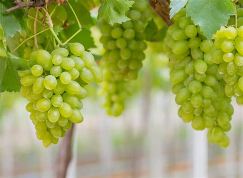 Ενεργοποιητές Ανάπτυξης Polypan