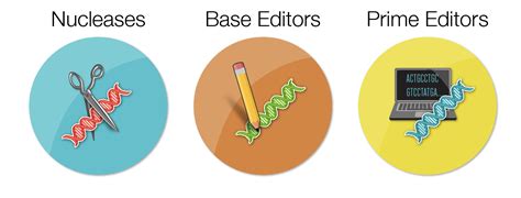 Precision Genome Editing Enters The Modern Era Hhmi