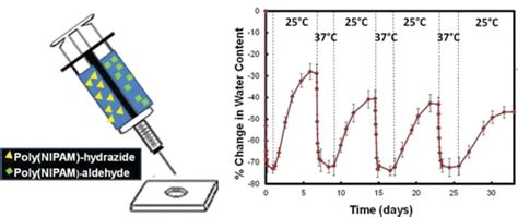 Injectable Degradable Thermoresponsive Polyn Isopropylacrylamide Hydrogels Acs Macro Letters