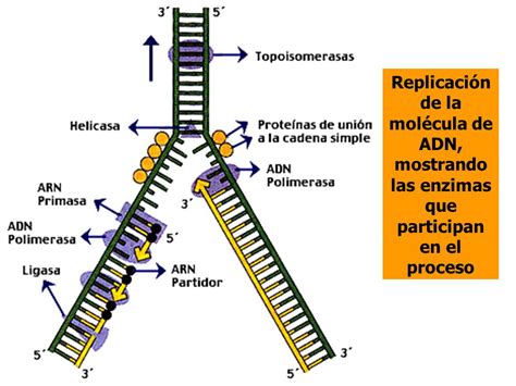 Genética 2 Bachillerato Biología Y Ciencias De La Tierra Y Del Medio