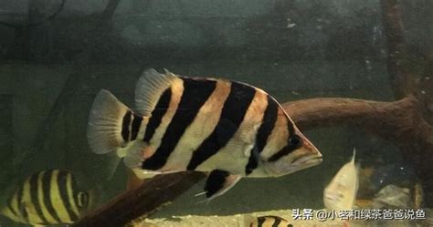 想飼養虎魚的朋友簡述熱帶虎魚的飼養經驗分享 每日頭條