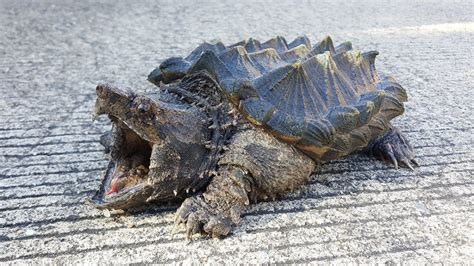 The Snapping Turtle A Large Dangerous Turtle