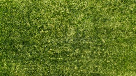 A reo Fondo De La Textura De La Hierba Verde Césped Natural Foto de