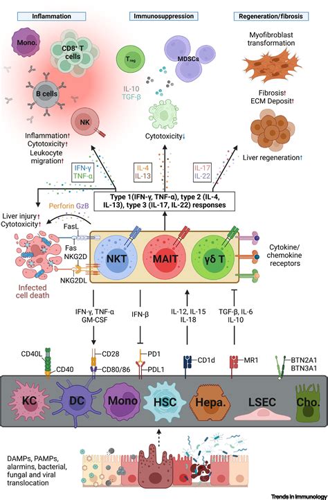 Innate Like T Cells In Liver Disease Trends In Immunology