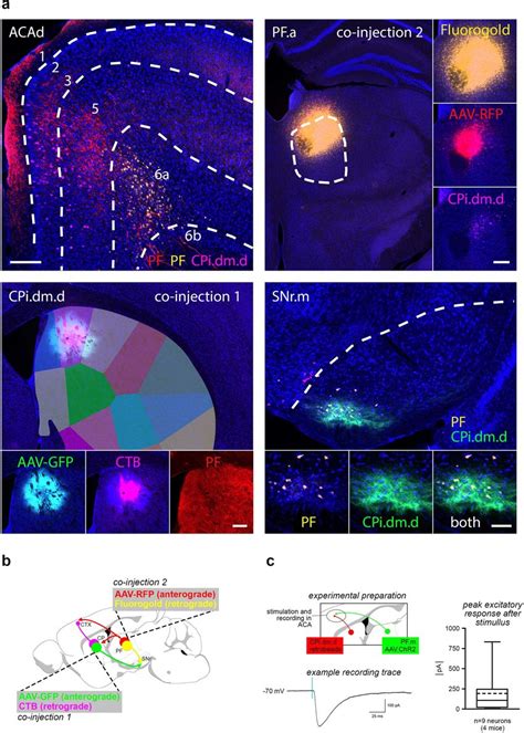 Double Co Injection Demonstrating The Associative Subnetwork Loop A Download Scientific