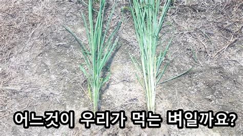 바람의농부 23부 본격적인 무더위가 시작되지만 날씨는 무의미할뿐 YouTube