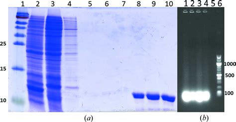 IUCr Cloning Expression Purification Crystallization And