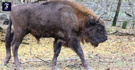 Auf Rettungsmission Für Das Wisent
