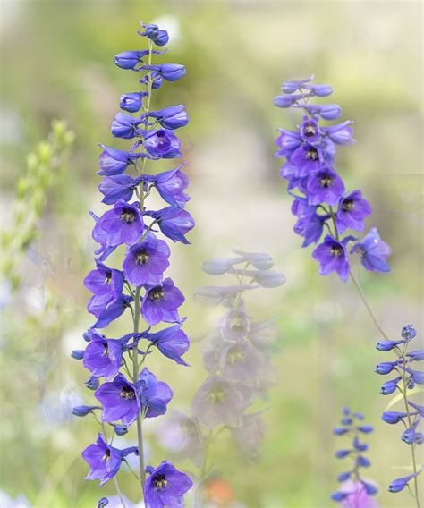 How To Cut Back Delphiniums Homes And Gardens How To Cut Back Delphiniums Homes And Gardens