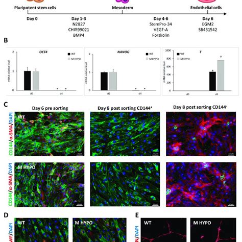Differentiation Of Ipscs Towards Hepatocyte Like Cells A Schematic