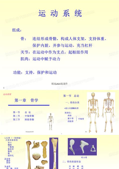 人体骨骼解剖学ppt模板下载编号lvkzryxg熊猫办公