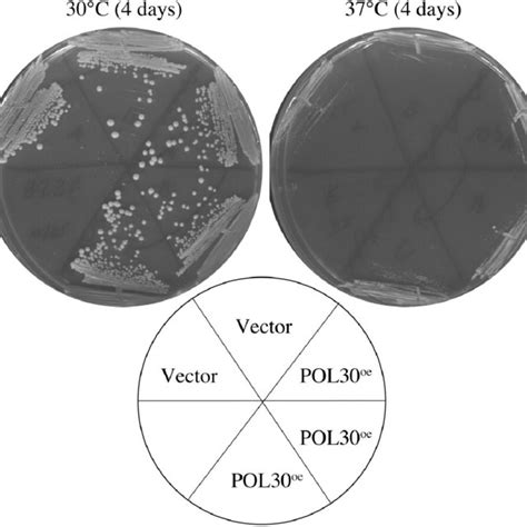 Elevated Expression Of Pcna Pol30 Does Not Suppress Eco1d Rad61d