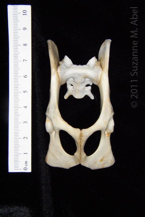 Ventral View Domestic Cat Pelvis Boneid