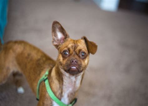 15 Most Irresistibly Cute Chihuahua Mix Breeds