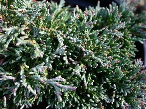 Можжевельник горизонтальный Айси Блю Juniperus horizontalis Icee Blue ...