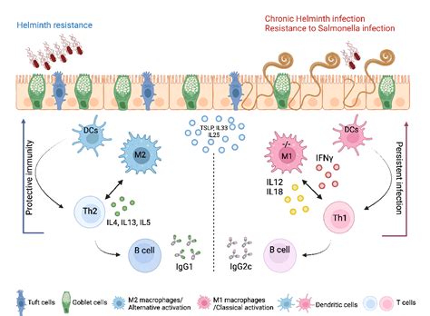Figure 7 From Myeloid A20 Is Critical For Alternative Macrophage Polarization And Type 2 Immune