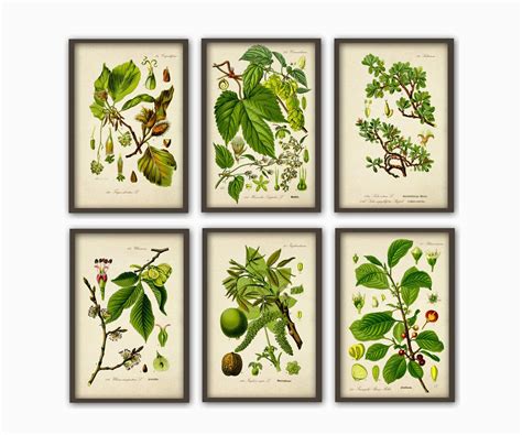 Tree Print Set Of 6 Wall Art Decor Botanical Print Large Scale Green Plant Beech Hop Willow