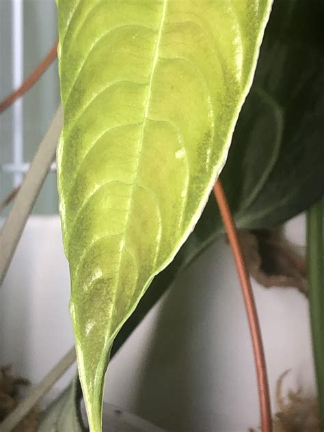 Weird Discolouration R Anthurium
