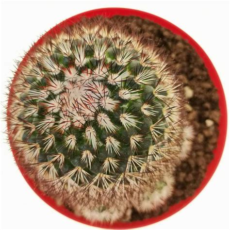 Mammillaria densispina 14 cm. | Cactaceae - Giromagi vendita piante grasse