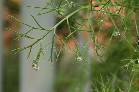 Water Droplets Left On The Blades Of Grass After A Summer Rain Stock