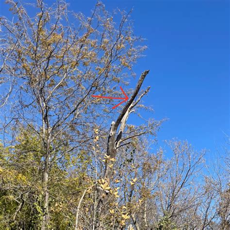 Ode To A Snag Tree Grace Grits And Gardening
