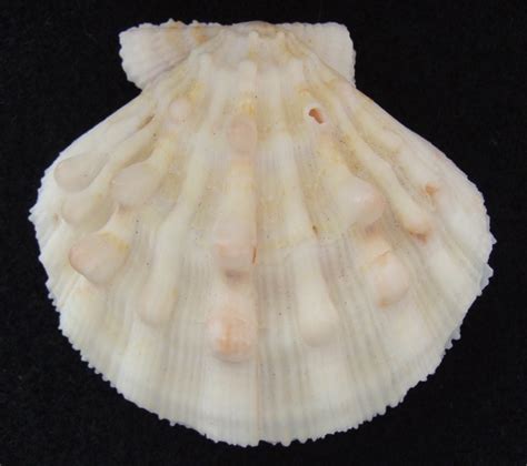 Pectinidae Gallery