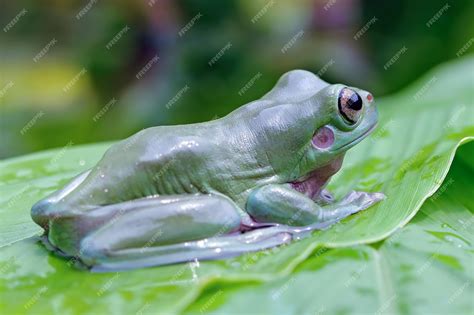 Premium Photo Dumpy Frog Litoria Caerulea On Green Leaves Dumpy Frog On Branch Tree Frog On Branch