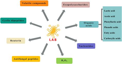 Frontiers | Antifungal Mechanisms and Application of Lactic Acid Bacteria in Bakery Products: A ...