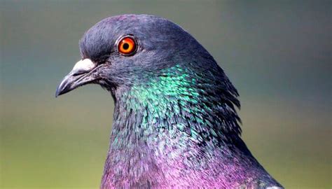 Why Do Pigeons Have Iridescent Feathers Pigeonpedia