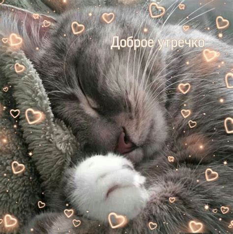 Доброе утречко Милые котики Котята Милые щенки