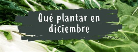 Qué plantar en diciembre Pur Plant