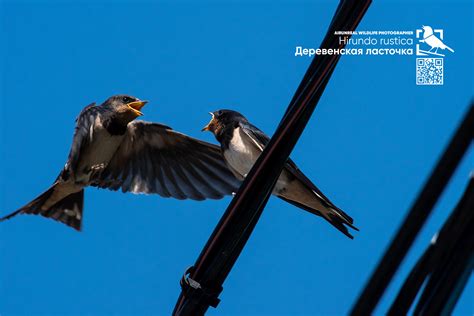 Hirundo Rustica On Behance