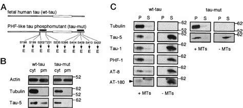 Effect Of Phf Like Tau Hyperphosphorylation On Taus Interaction With