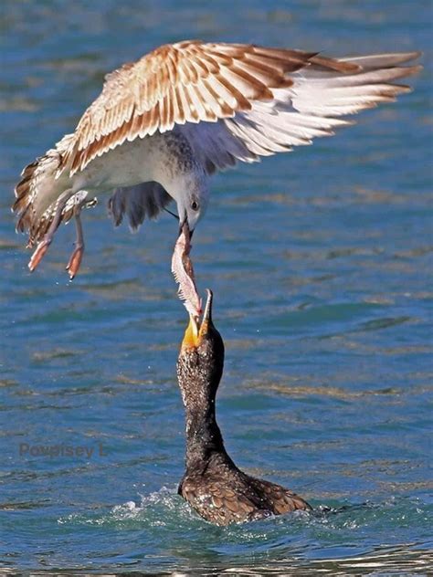 ភ្ញាក់ ពី គេង ត្រូវ ប្រាប់ ខ្លួន ឯង ថា បេី យេីង មិន ខិតខំ គ្មាន អ្នក ណា
